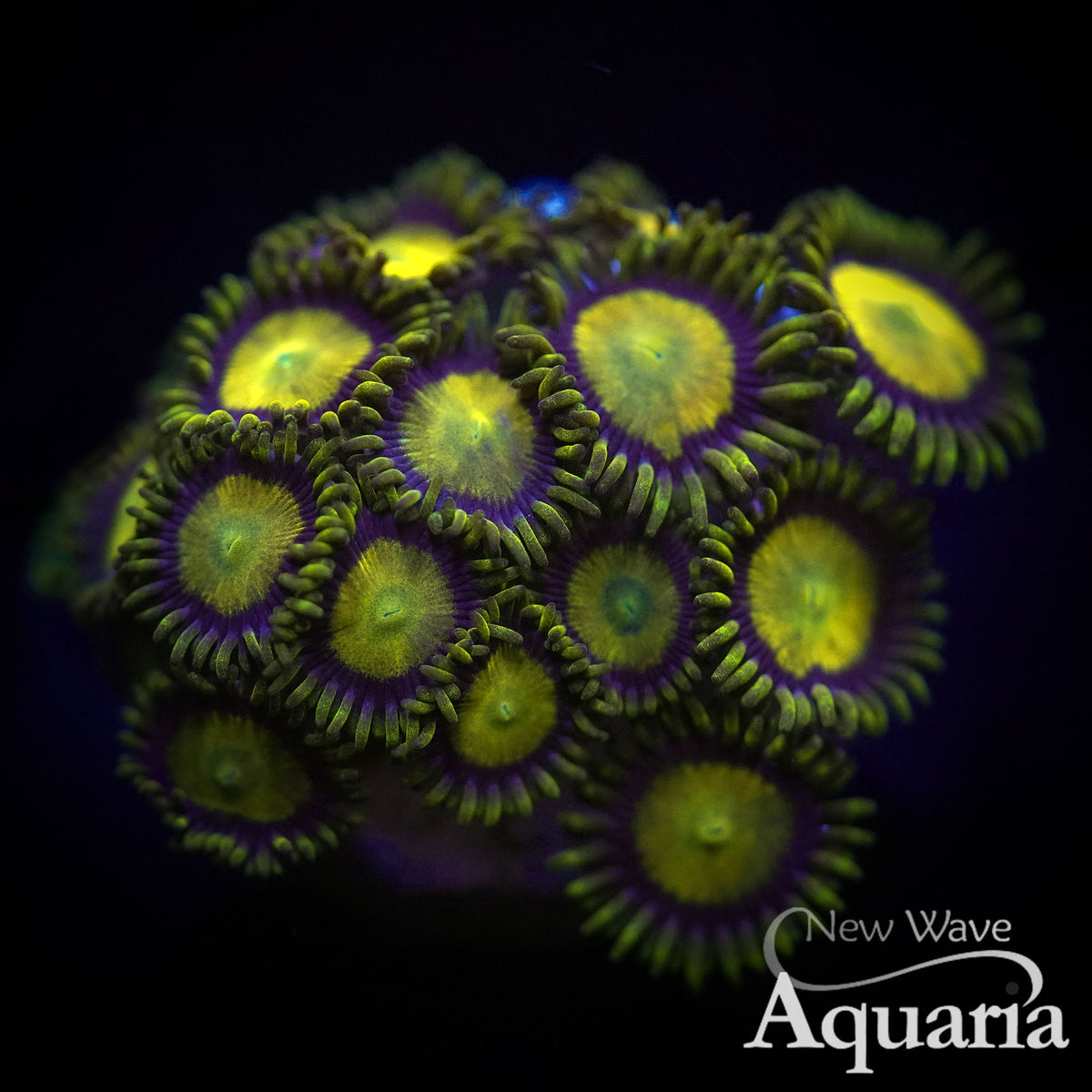 King Midas Zoa – New Wave Aquaria