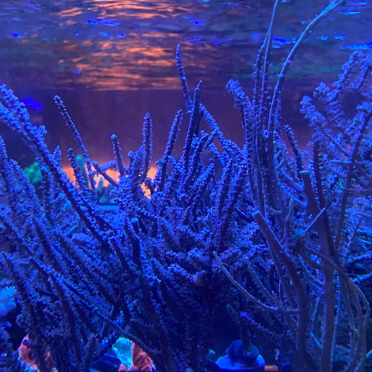 Photosynthetic Purple Gorgonian – New Wave Aquaria