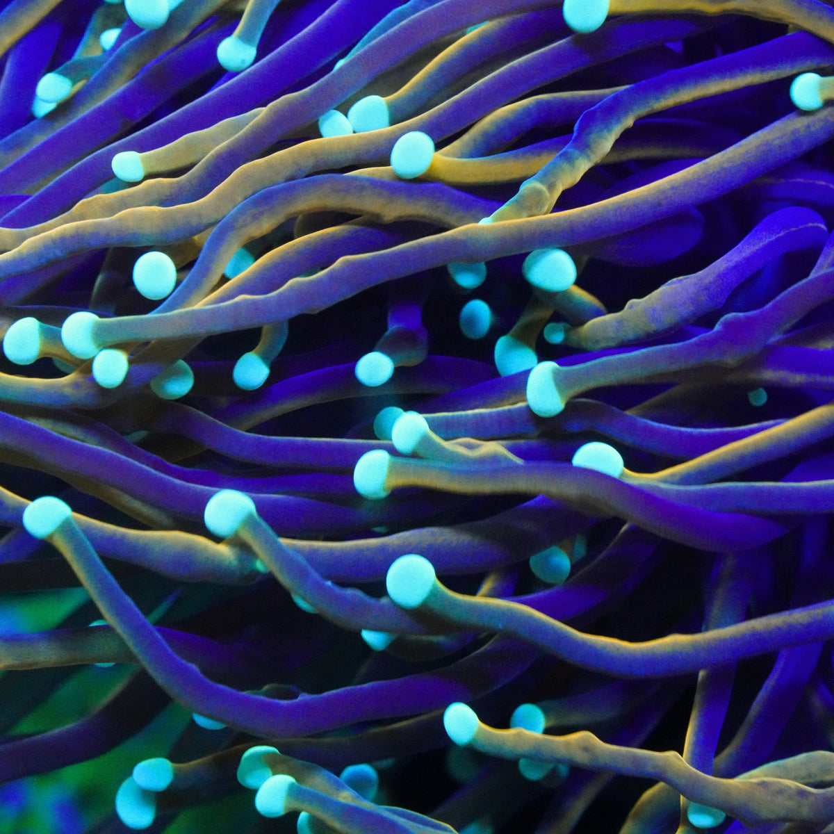 LPS Corals – New Wave Aquaria