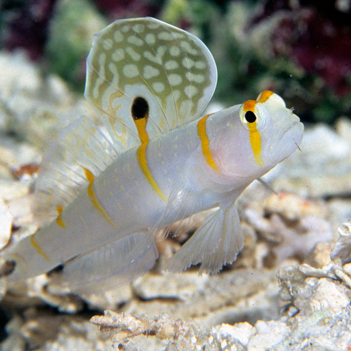 Randall’s Goby – New Wave Aquaria