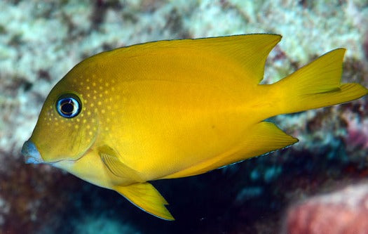 Squaretail Bristletooth Tang (JUV) – New Wave Aquaria