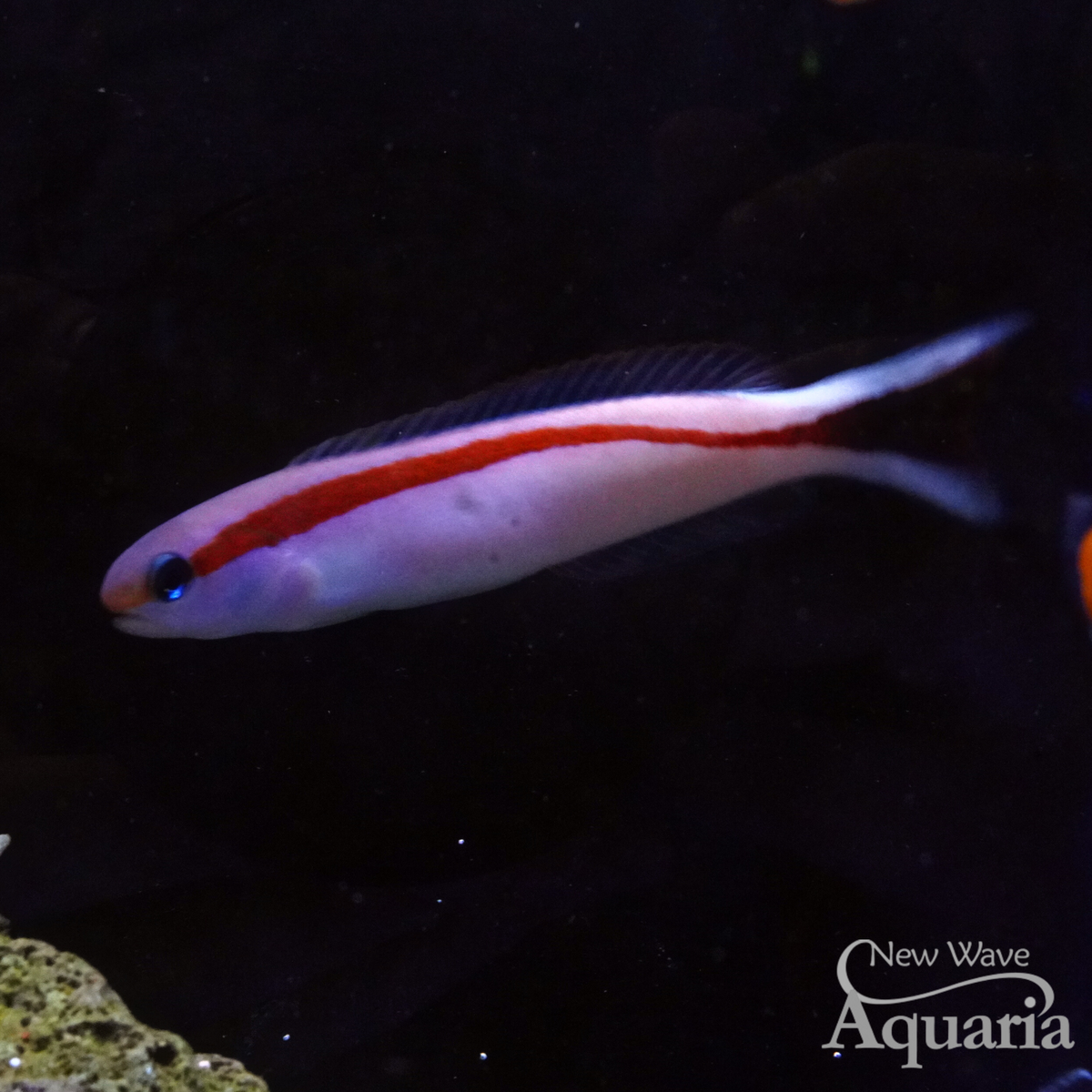 Skunk Tilefish – New Wave Aquaria