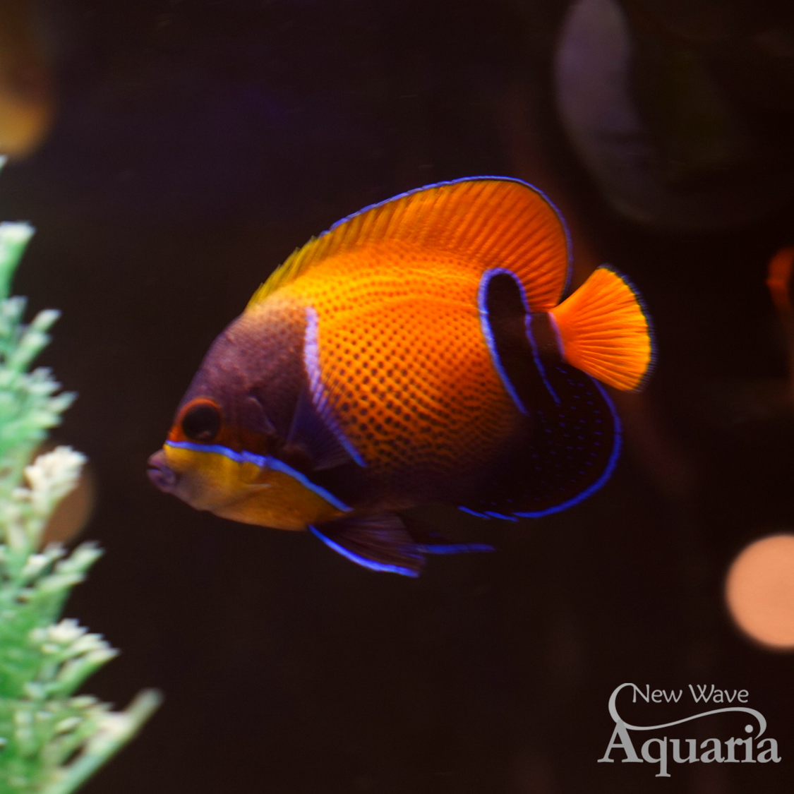 Angelfish – New Wave Aquaria