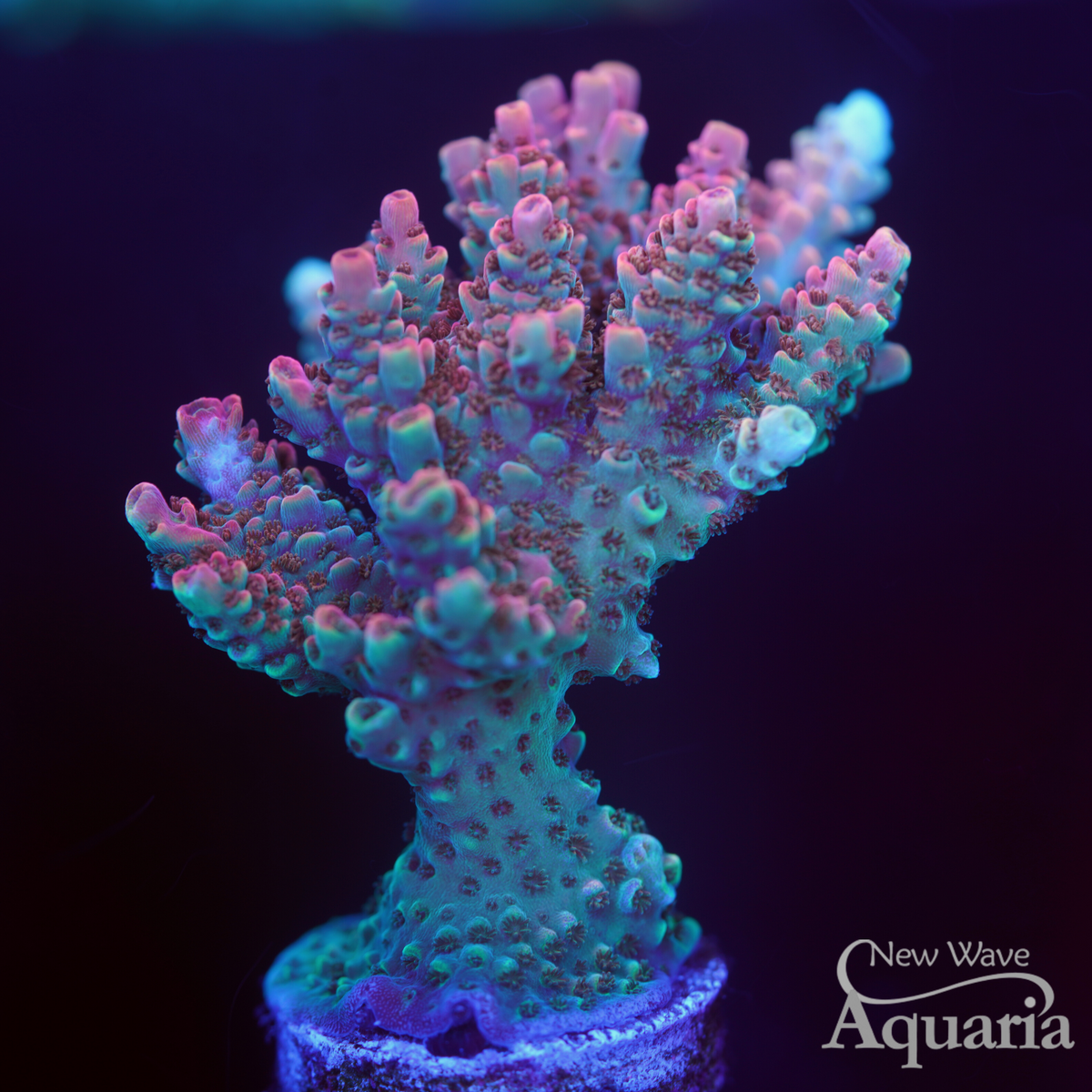 576 TSA Bill Murray Acro frags – New Wave Aquaria