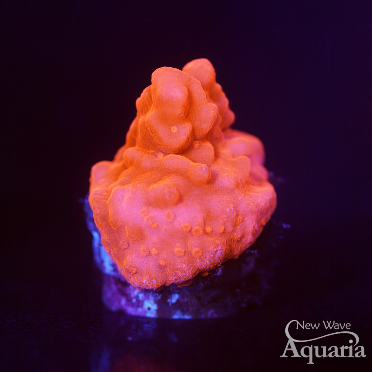 414: JF Red Hot Setosa – New Wave Aquaria