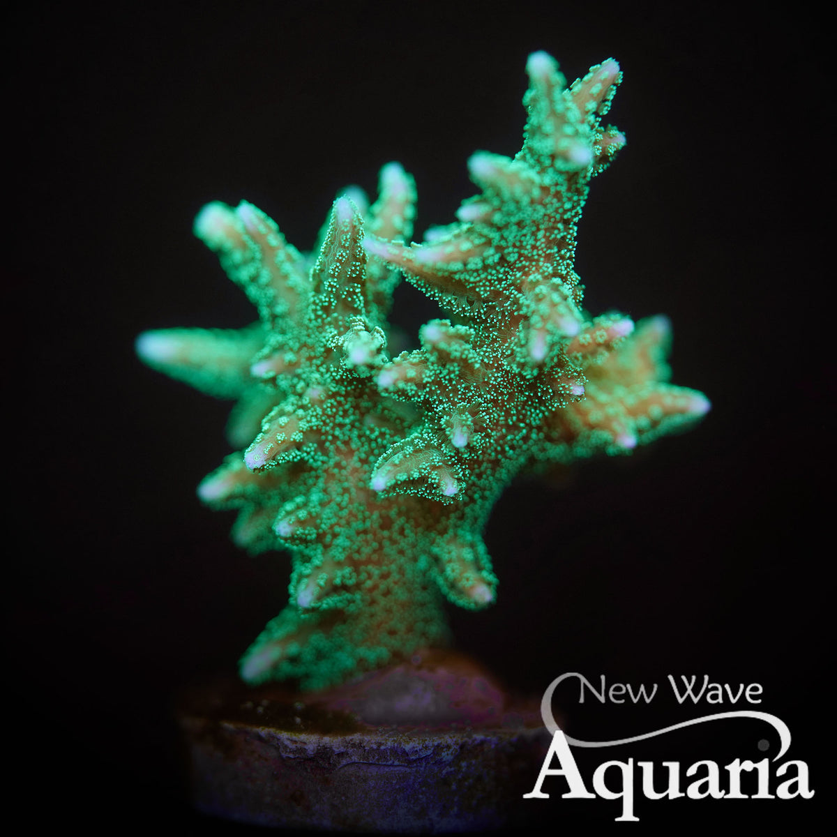 012: NWA Neon Glo Birdsnest - WYSIWYG – New Wave Aquaria