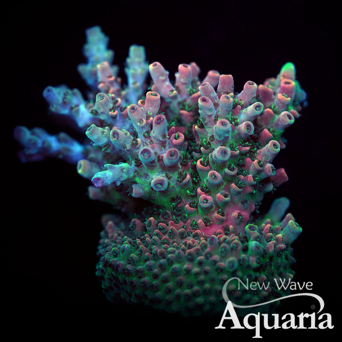 New Wave Aquaria. Shop corals, fish, and inverts