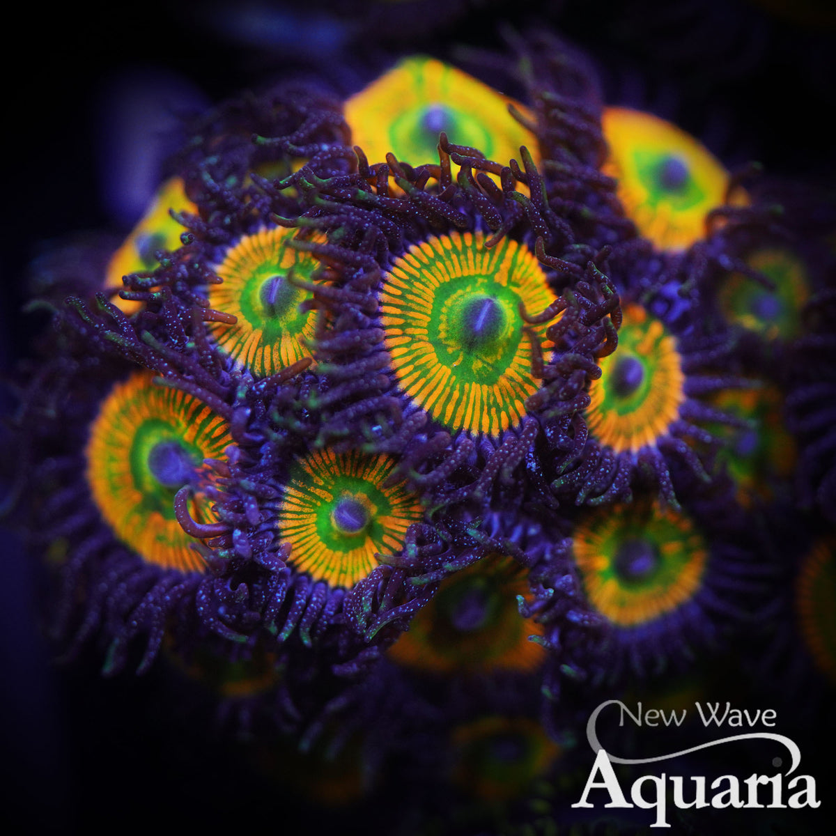 Sunny D Zoa – New Wave Aquaria