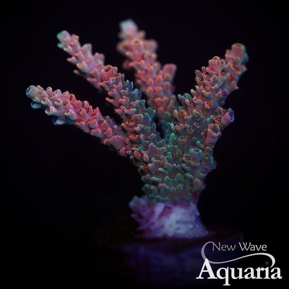 057:TSA Bill Murray Acro frag – New Wave Aquaria