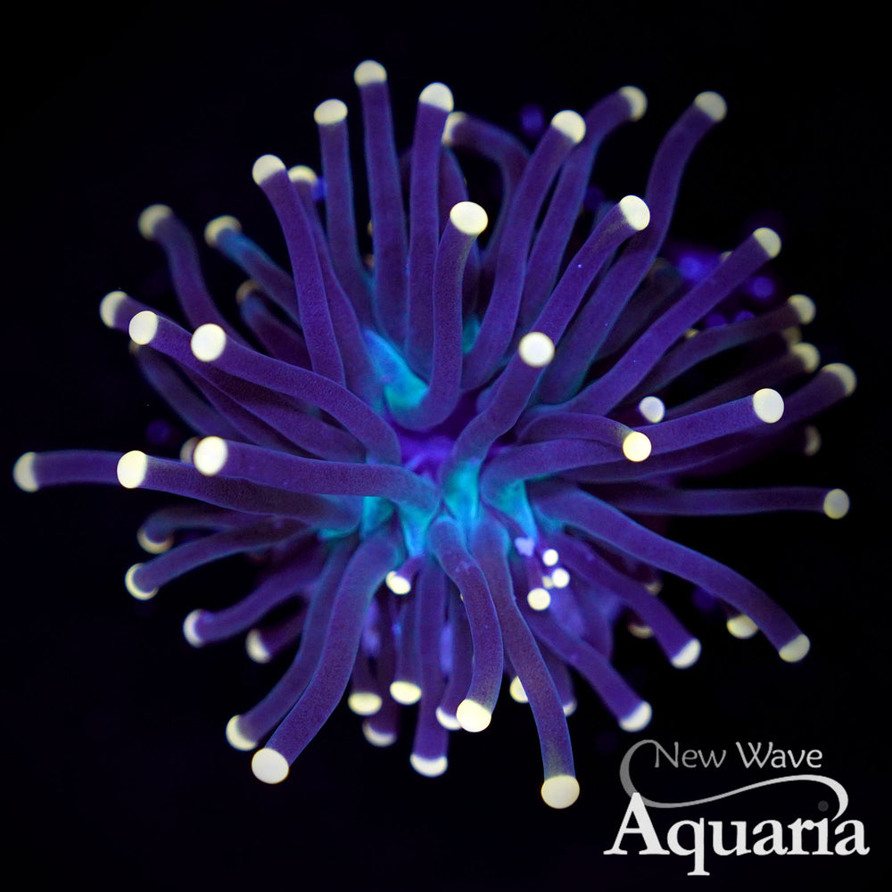 New Wave Aquaria. Shop corals, fish, and inverts