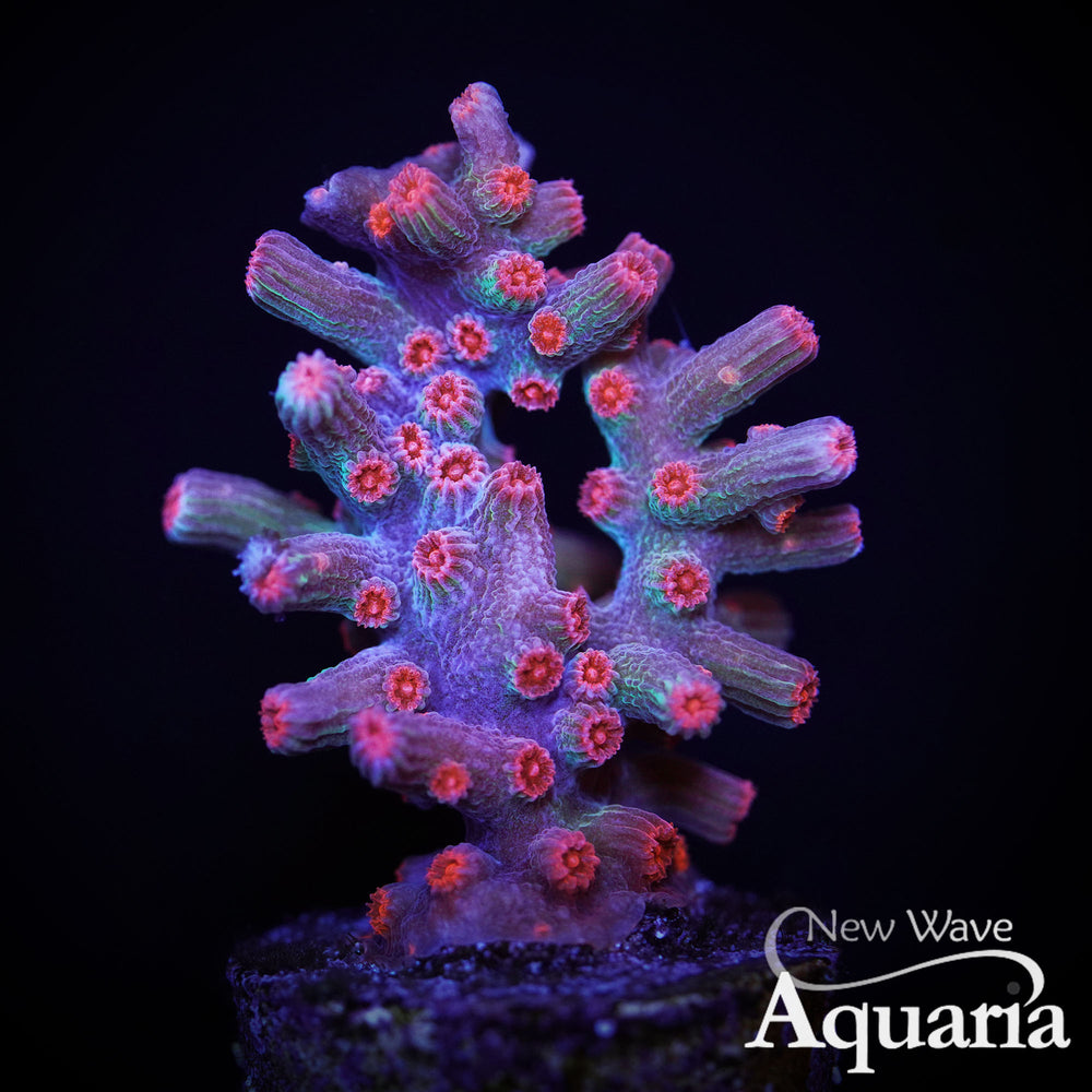 New Wave Aquaria. Shop corals, fish, and inverts