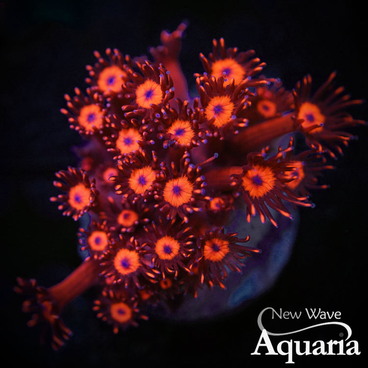 New Wave Aquaria. Shop corals, fish, and inverts