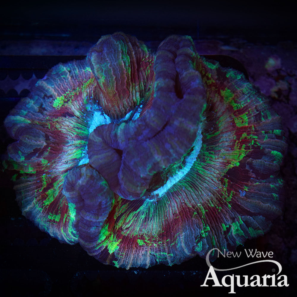 New Wave Aquaria. Shop corals, fish, and inverts