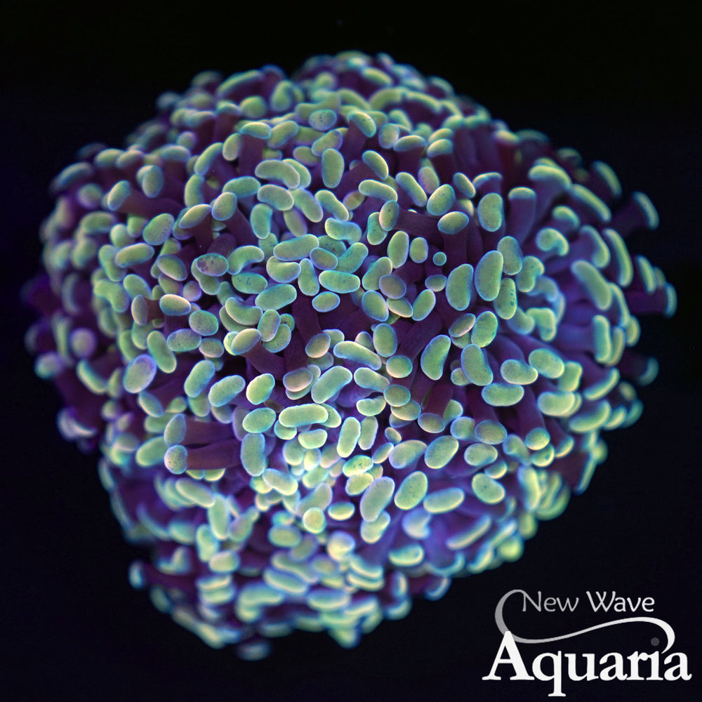 New Wave Aquaria. Shop corals, fish, and inverts