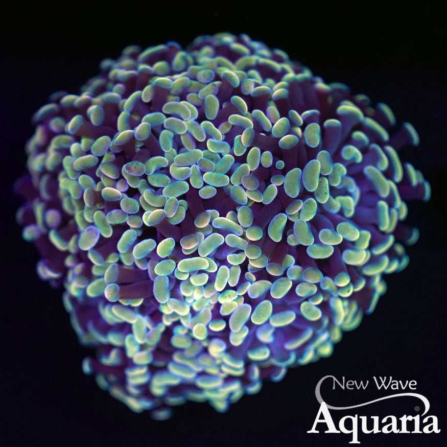 New Wave Aquaria. Shop corals, fish, and inverts