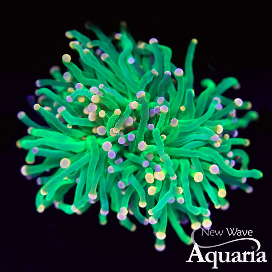 New Wave Aquaria. Shop corals, fish, and inverts