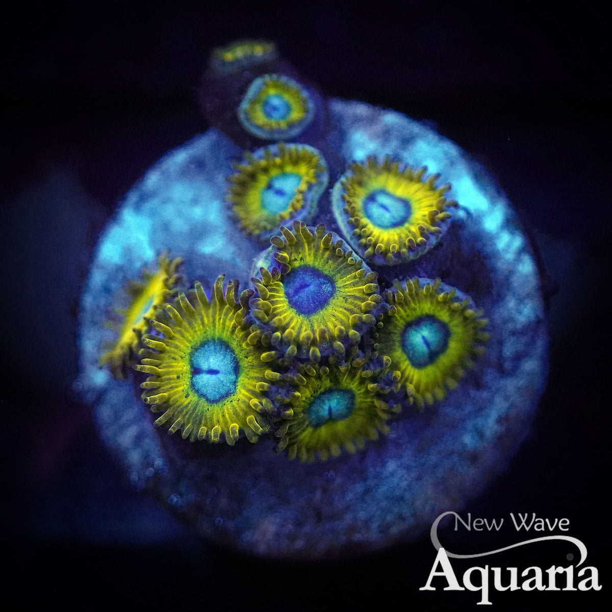 023: Pikachu Zoa – New Wave Aquaria