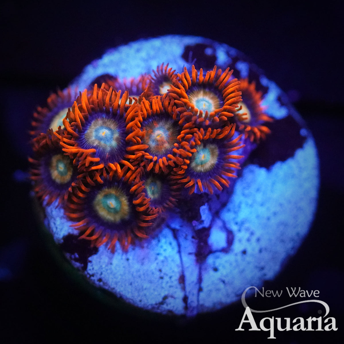 105: Speckled Fire and Ice Zoas – New Wave Aquaria