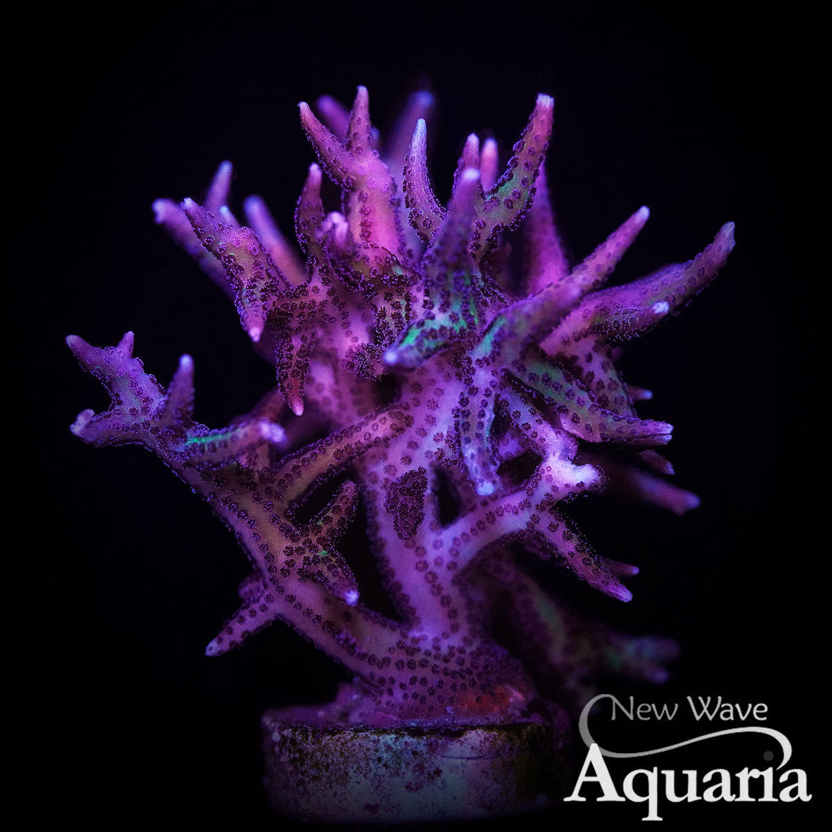 237: OG Pretty in Pink Birdsnest – New Wave Aquaria