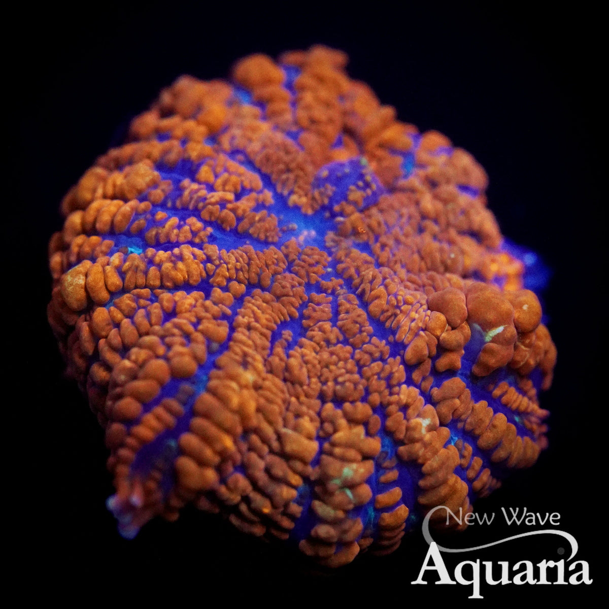 Superman Rhodactis – New Wave Aquaria