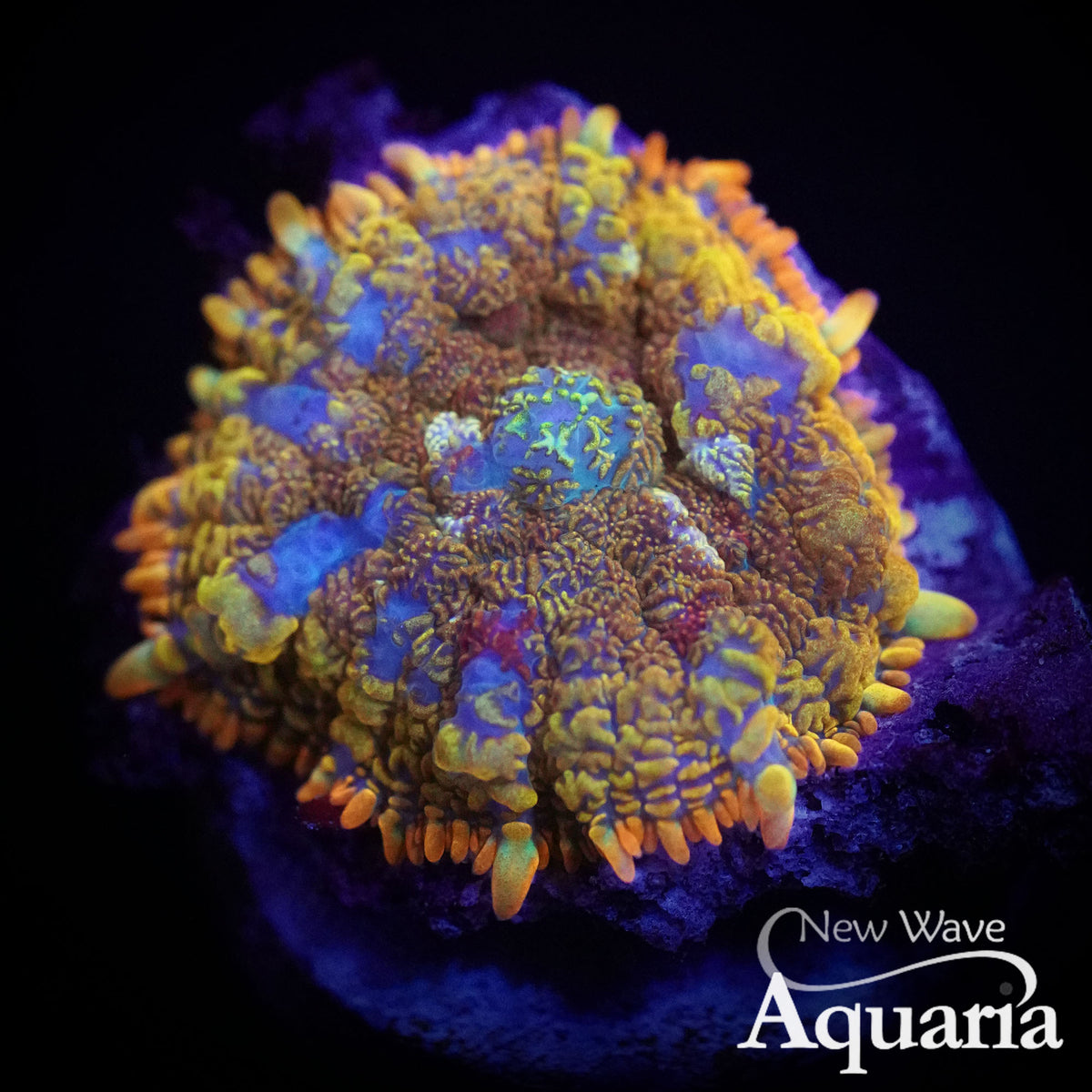 NWA Lava Cake Rhodactis – New Wave Aquaria