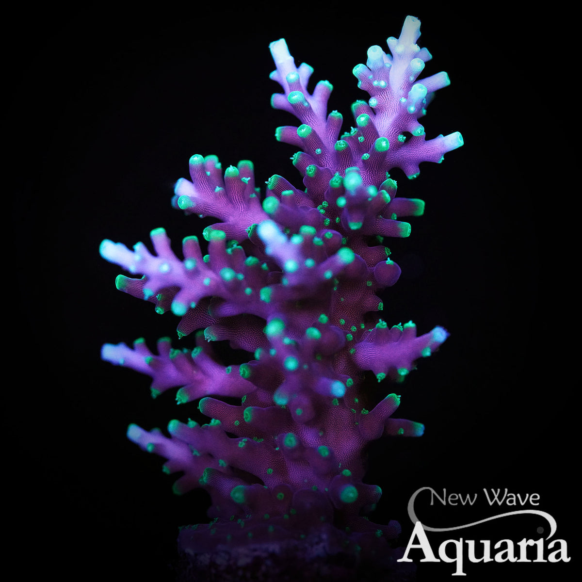 162: TSA Pacman Dragon Acro – New Wave Aquaria