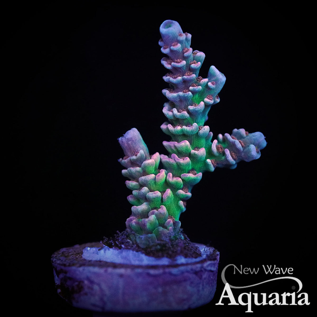 151: Pink Highlighter Acro – New Wave Aquaria