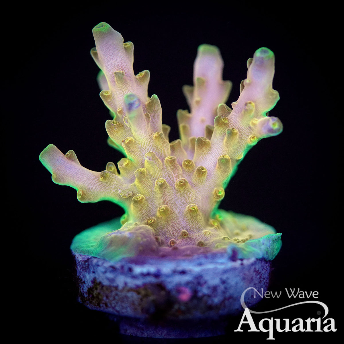 612: TGC Creamsicle Acro – New Wave Aquaria