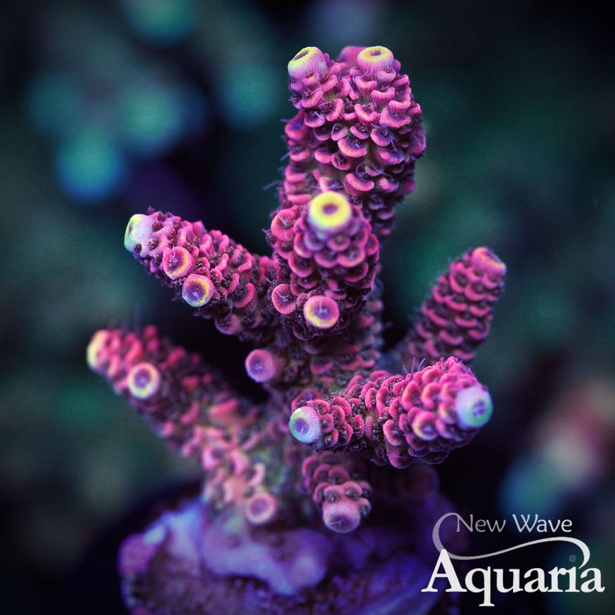 New Wave Aquaria. Shop corals, fish, and inverts