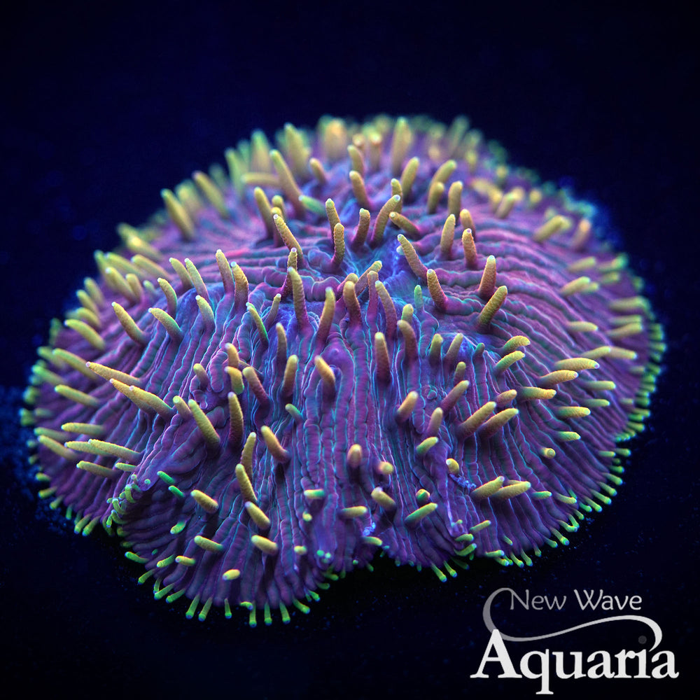 New Wave Aquaria. Shop corals, fish, and inverts