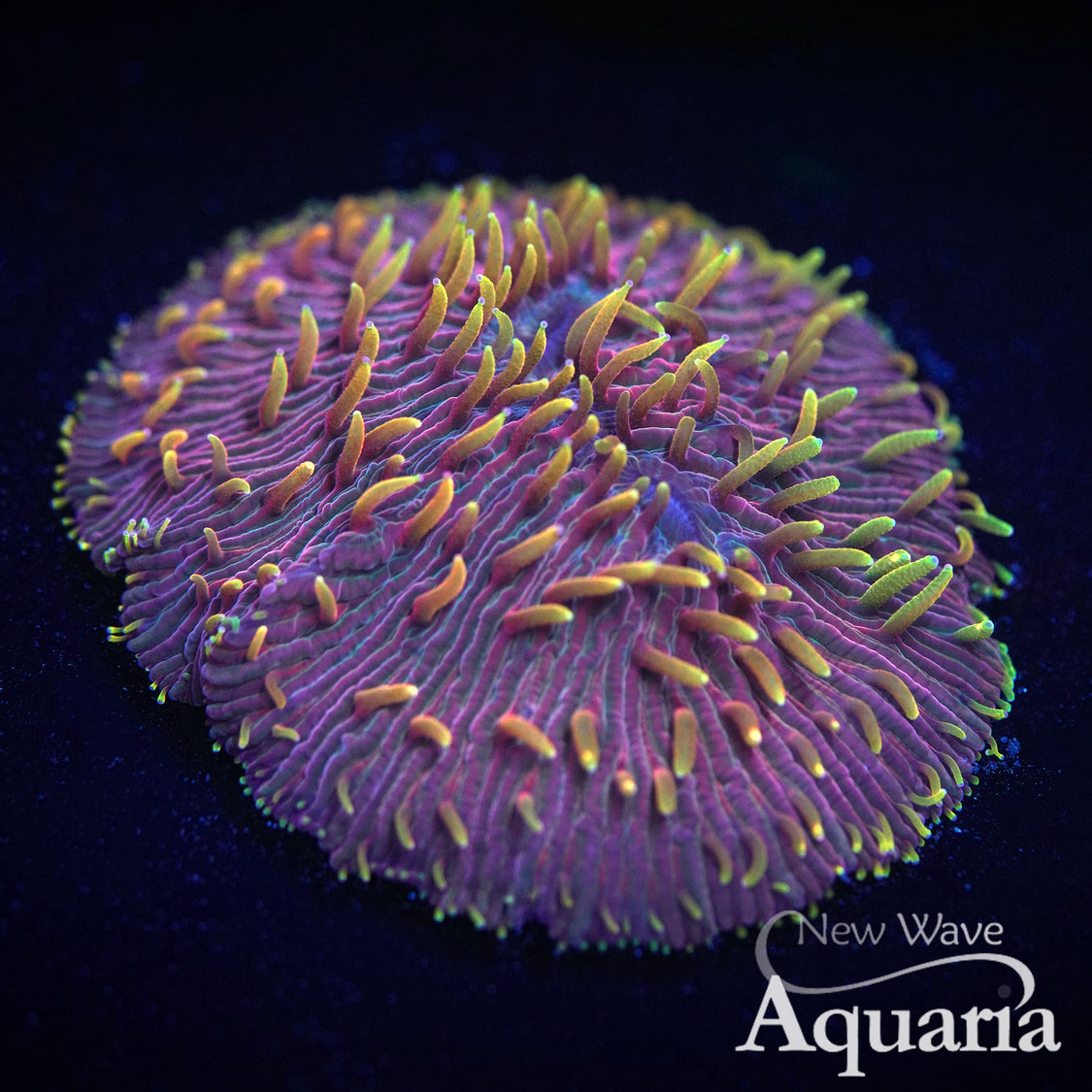 New Wave Aquaria. Shop corals, fish, and inverts