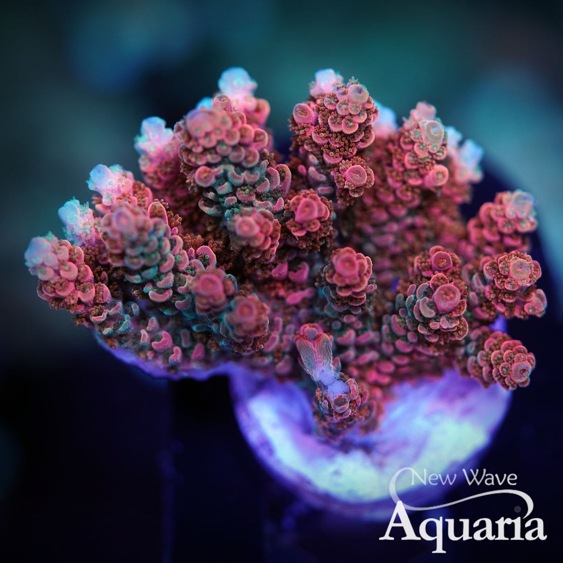 New Wave Aquaria. Shop corals, fish, and inverts