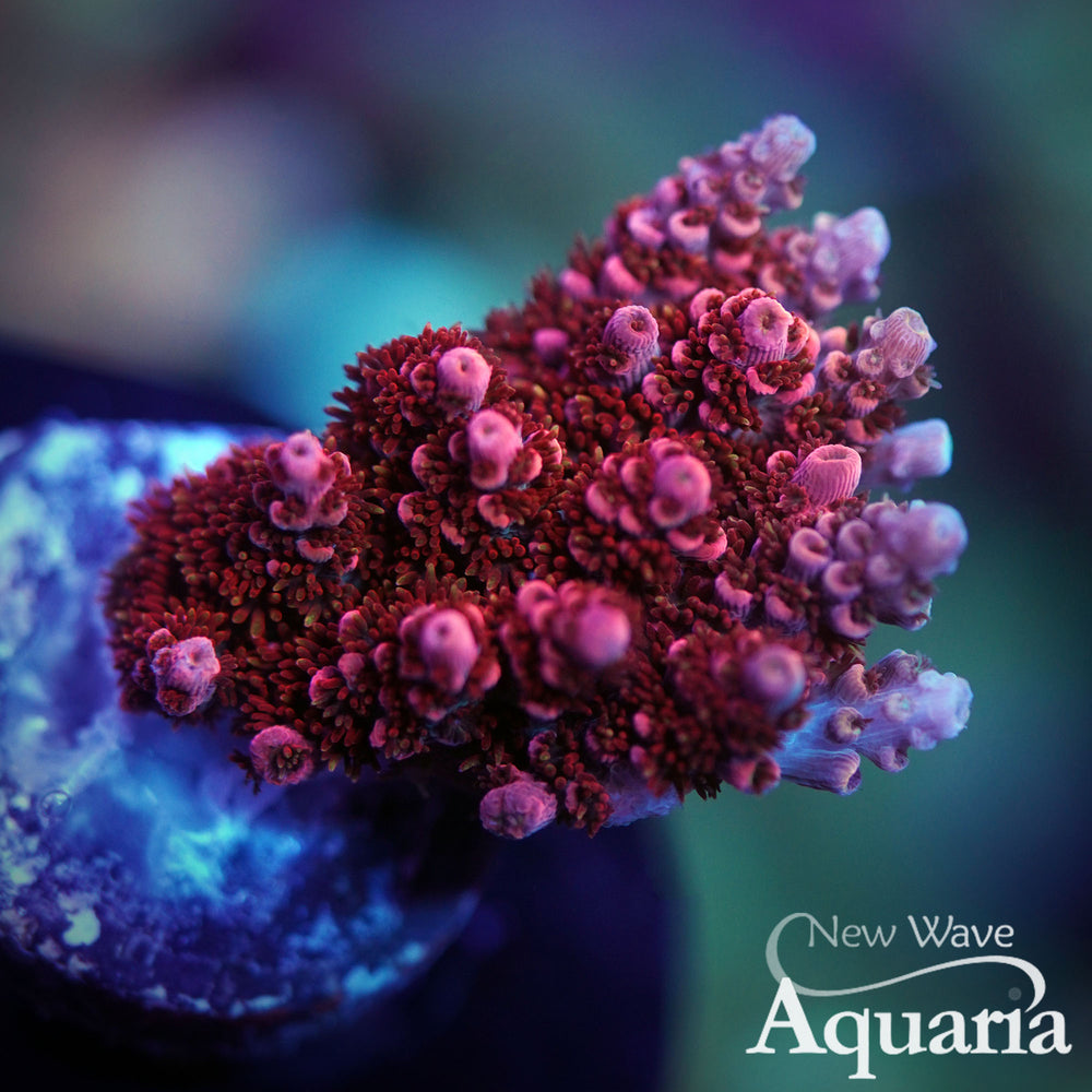 New Wave Aquaria. Shop corals, fish, and inverts