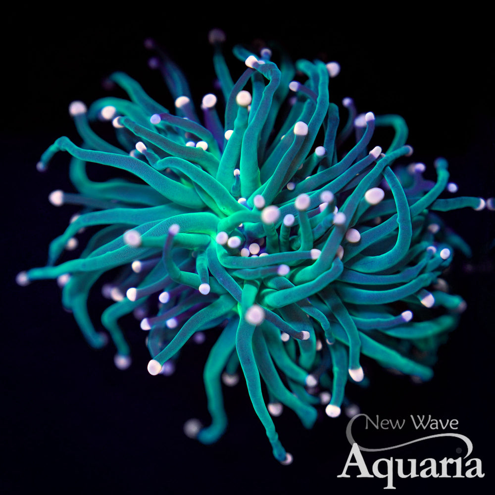 New Wave Aquaria. Shop corals, fish, and inverts