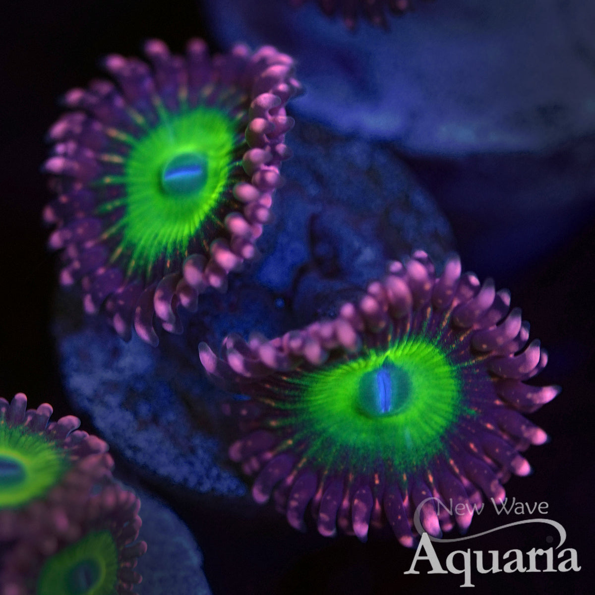 Pink Hippo Zoa – New Wave Aquaria