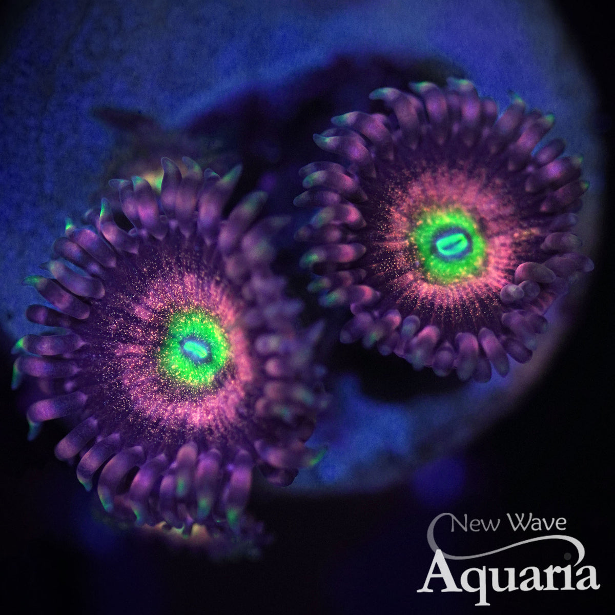 Chong Bong Zoa – New Wave Aquaria