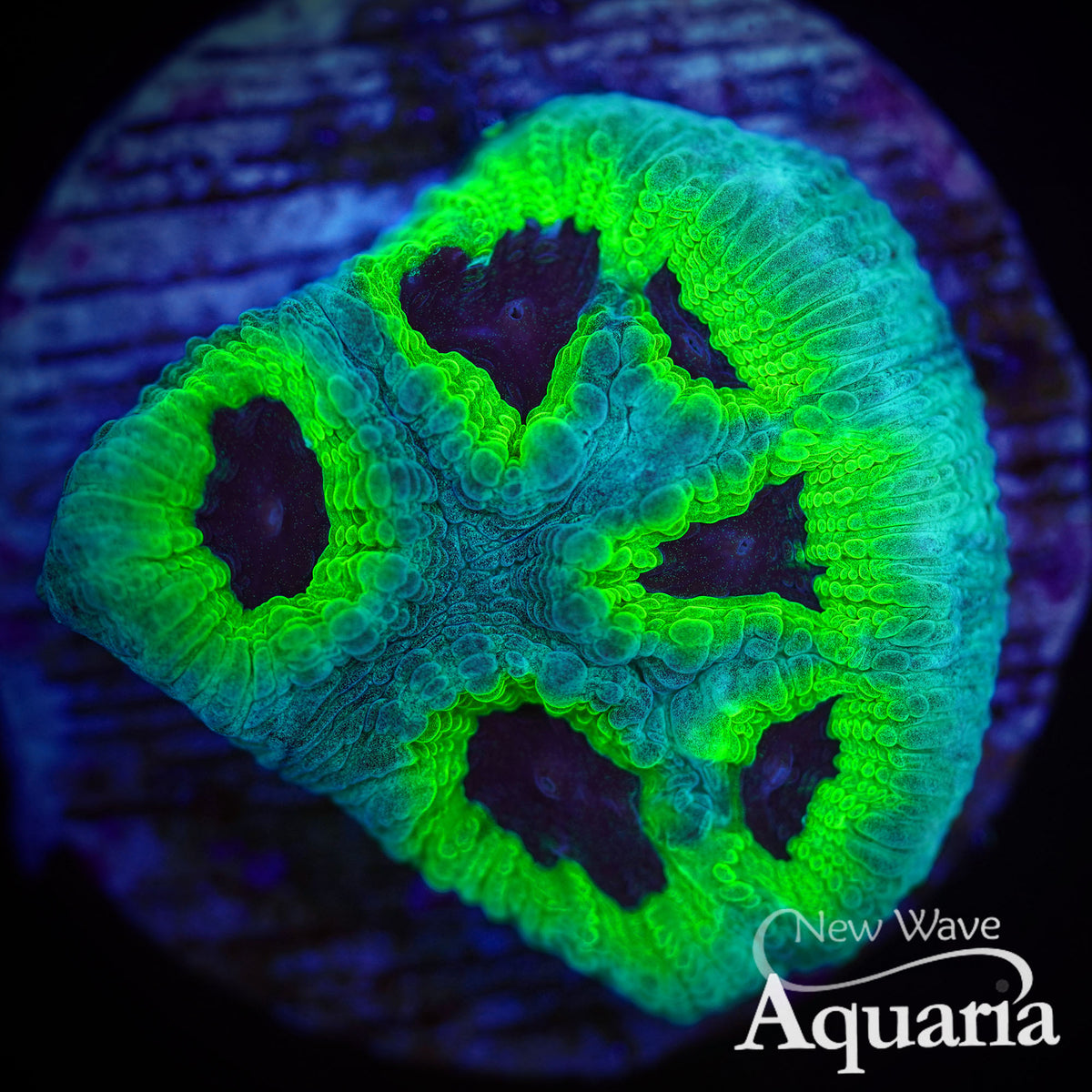 626: Dark Knight Ultra Favia WYSIWYG – New Wave Aquaria