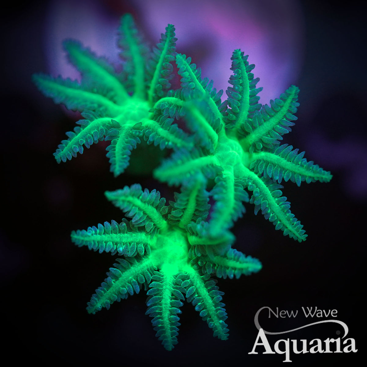 Neon Clove Polyps – New Wave Aquaria