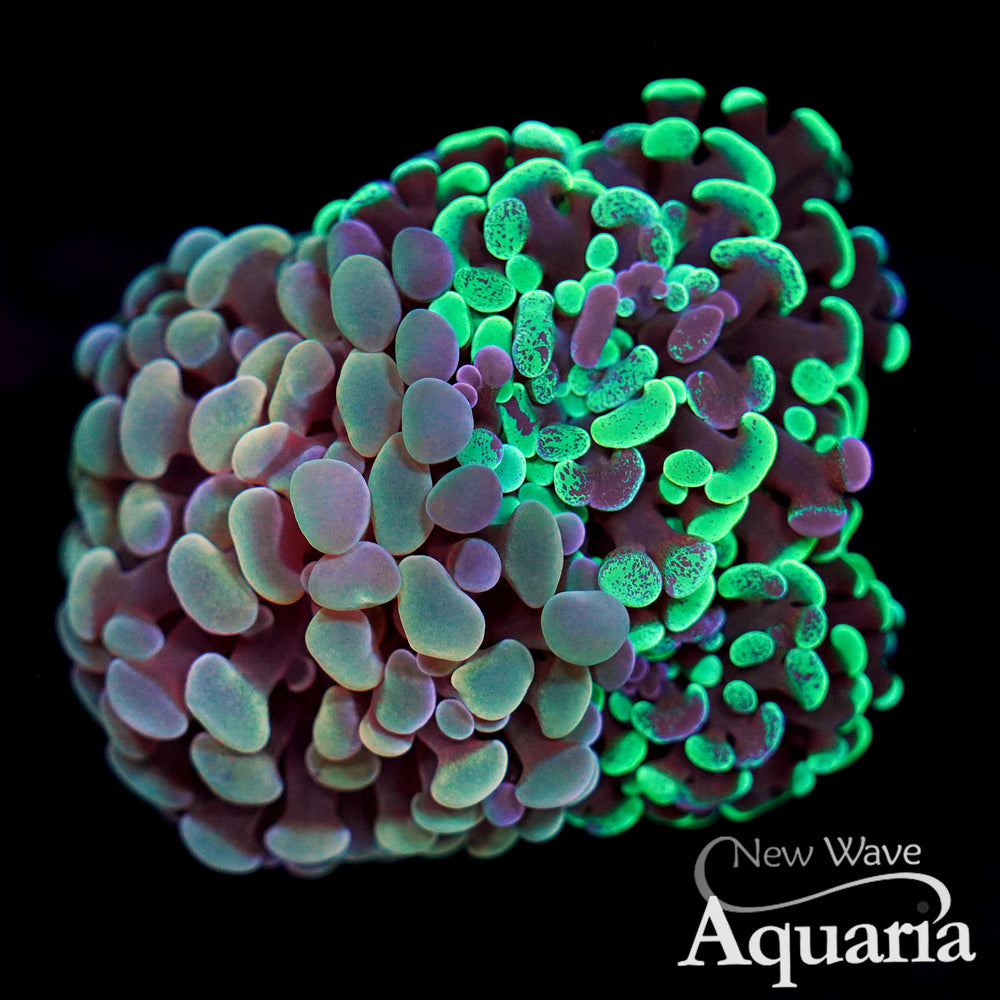New Wave Aquaria. Shop corals, fish, and inverts