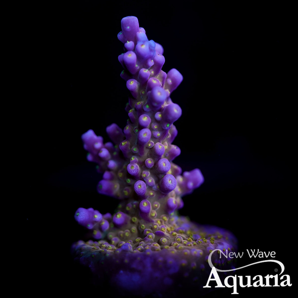 059: Route 66 Merlin's Staff Acro -WYSIWYG – New Wave Aquaria