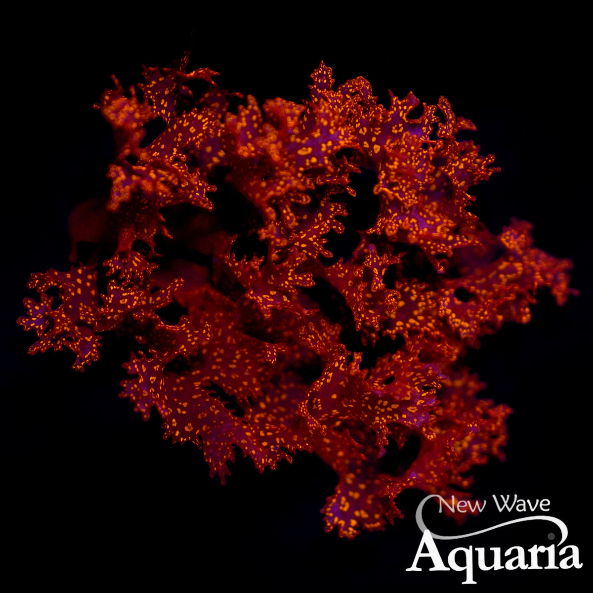 Dragon's Breath Macro Algae – New Wave Aquaria