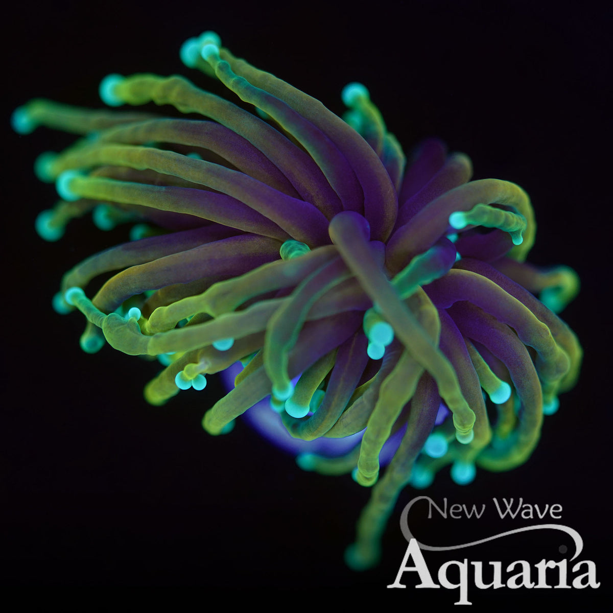 329 Dragon Soul Torch – New Wave Aquaria