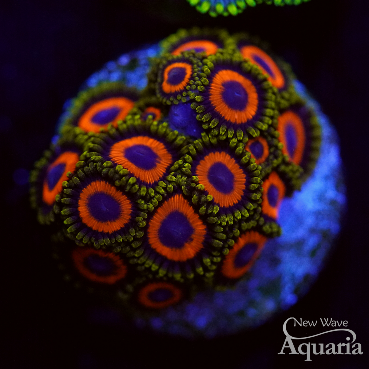 Eagle Eye Zoa – New Wave Aquaria