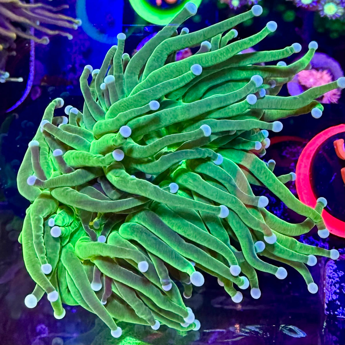 155 OG Green Hulk Torch – New Wave Aquaria