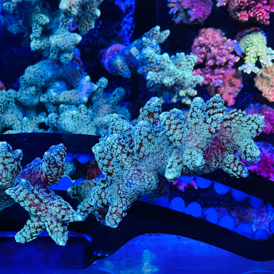 New Wave Aquaria. Shop corals, fish, and inverts