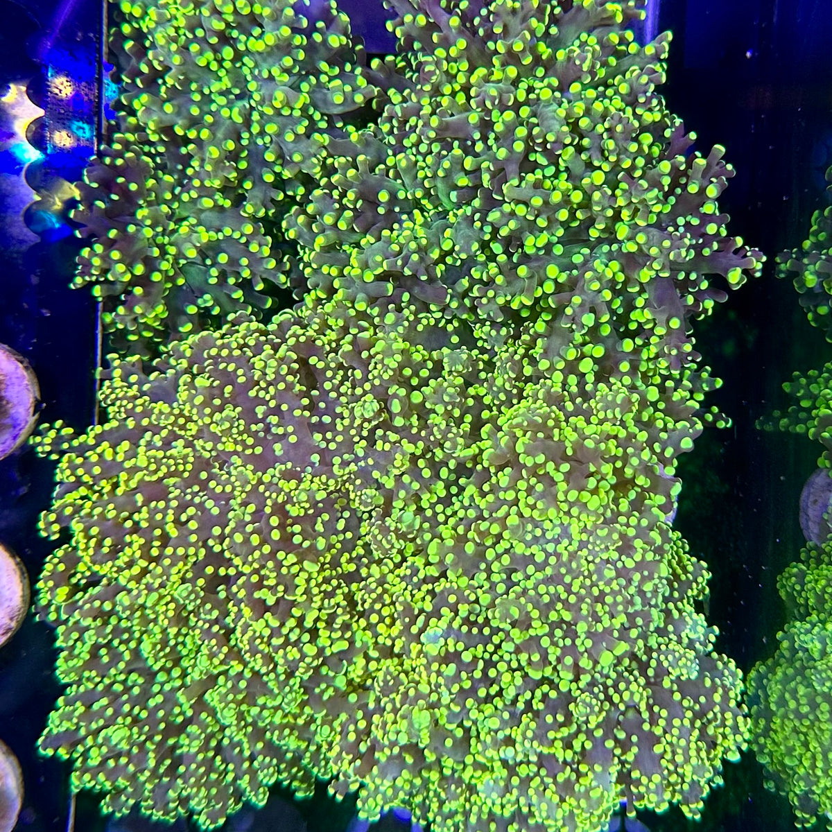 293: Glow Worm Octospawn – New Wave Aquaria