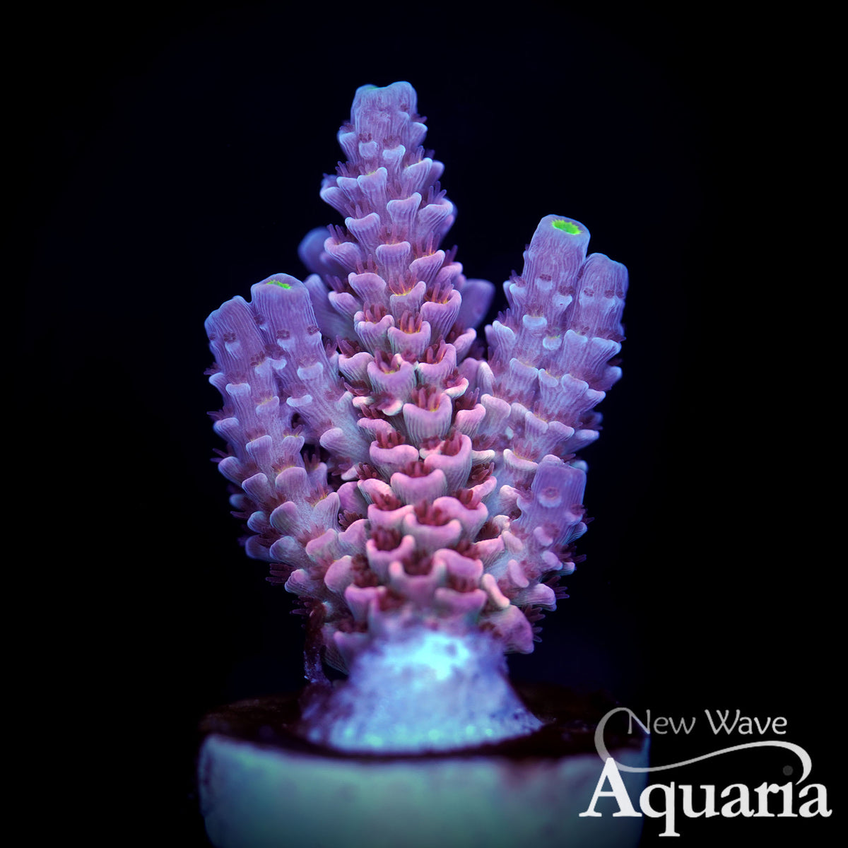 Matt V Time Machine acro - WYSIWYG – New Wave Aquaria