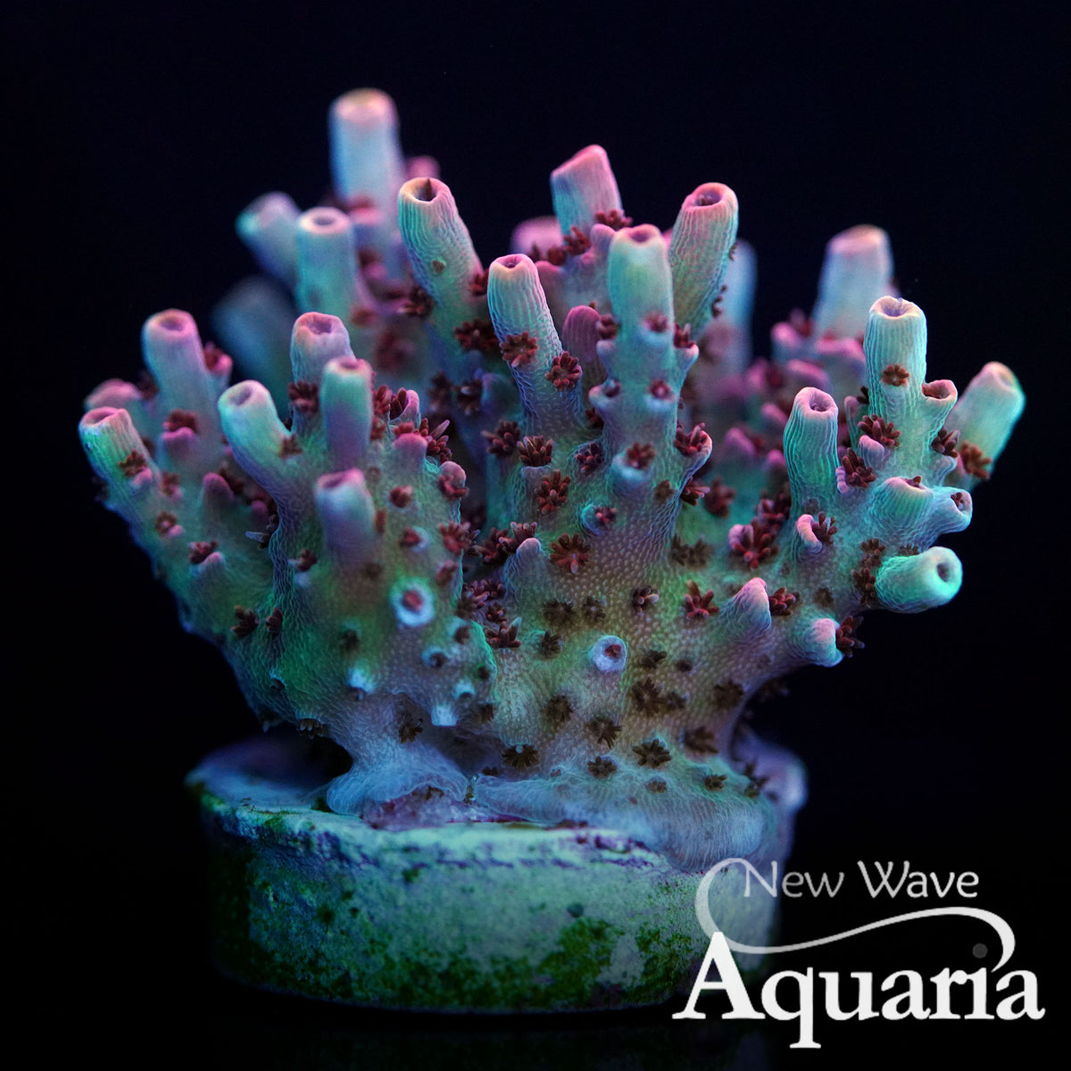 NWA Jesse James Acro - WYSIWYG – New Wave Aquaria