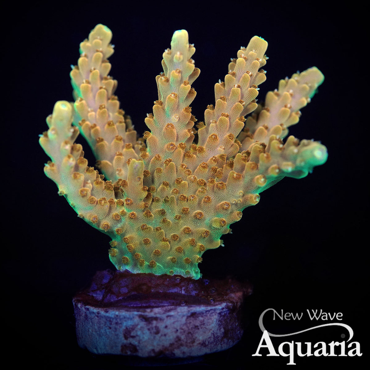 381: Orange Creamsicle acro - WYSIWYG – New Wave Aquaria