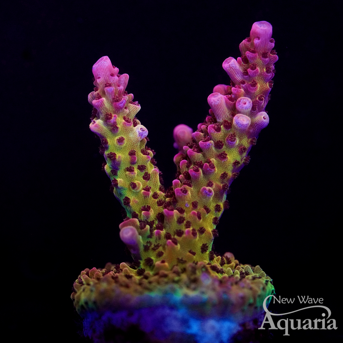 031: PC Rainbow Acro – New Wave Aquaria